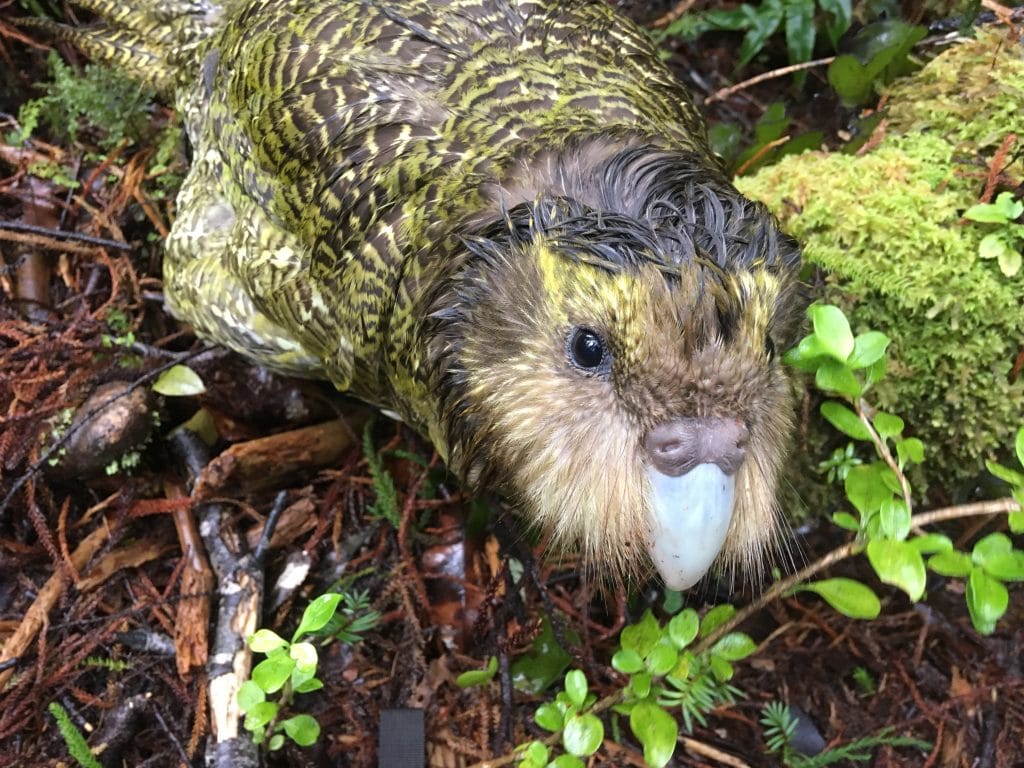 BLAKE Ambassadors help kākāpo in boom breeding year - Blake NZ