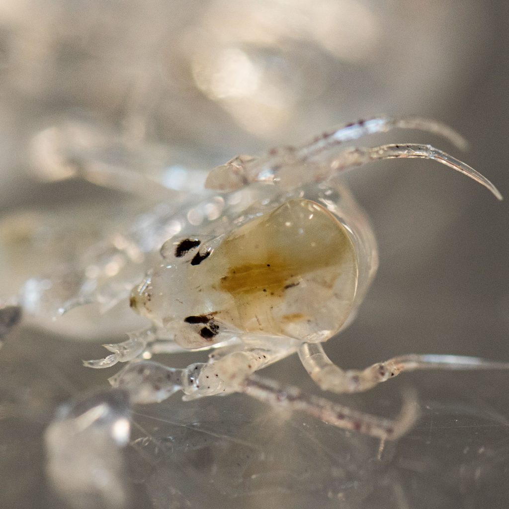 Barrel shrimp - Blake NZ