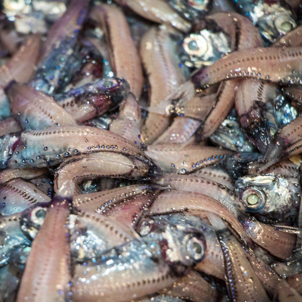 Myctophids - Blake NZ