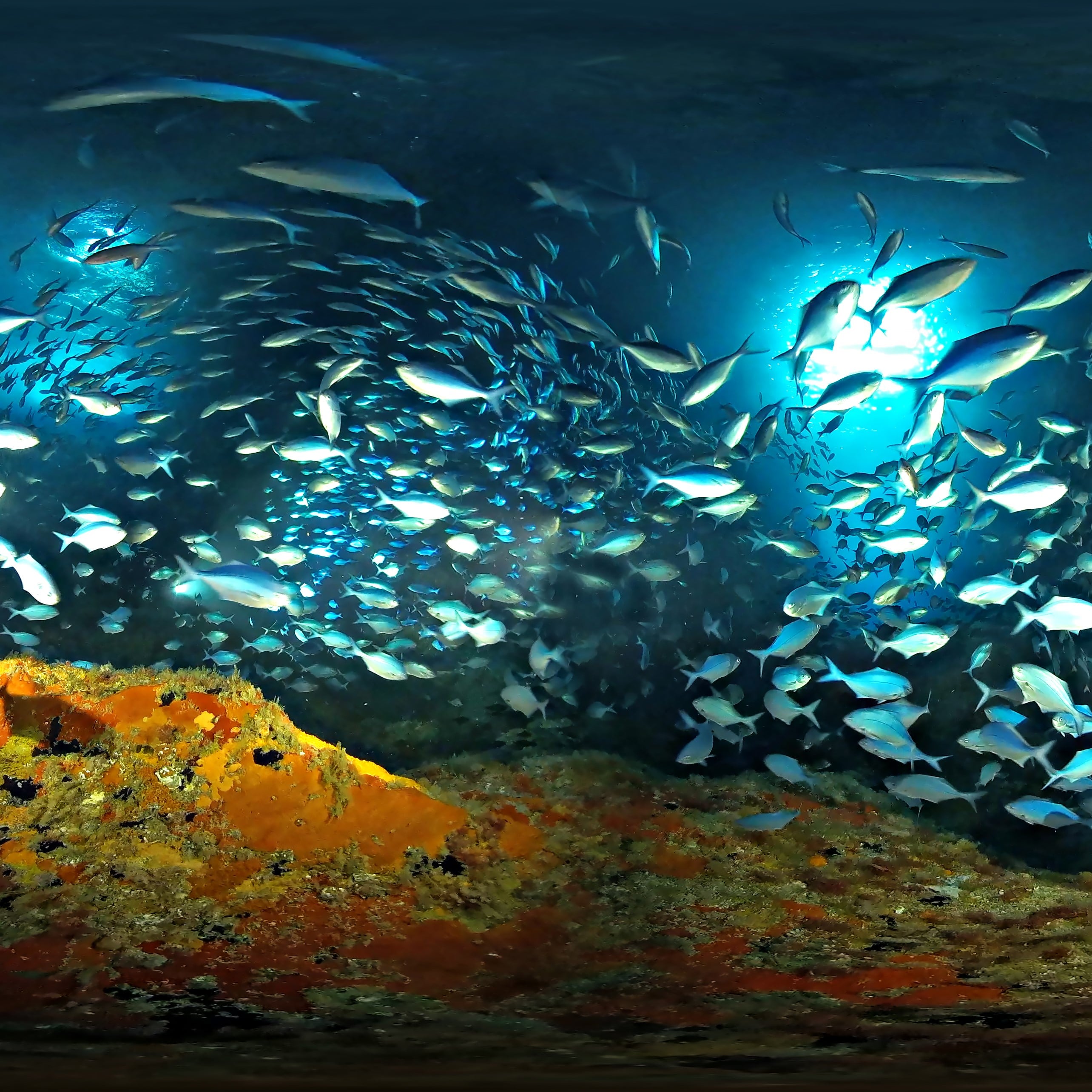 Introducing NZ-VR: Our new virtual underwater experience - Blake NZ