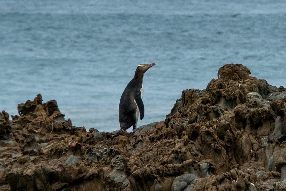 Monitoring our precious hoiho and pakake - Blake NZ